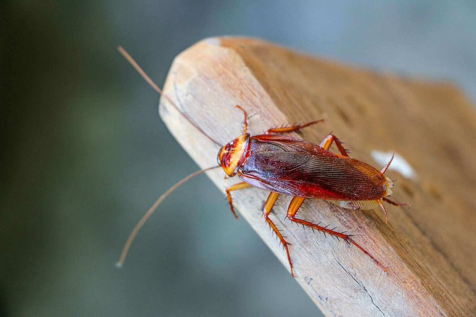 Cockroaches; A Pest Becoming More Common in the UK | Intelligent